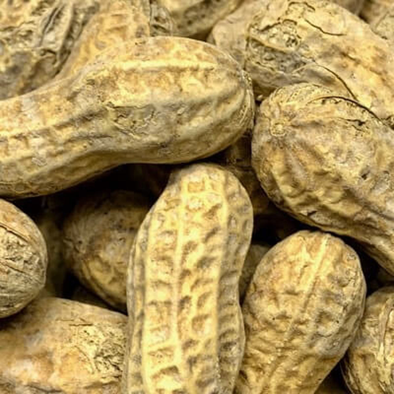 Peanuts in Shell 1kg | Bird Cages NZ